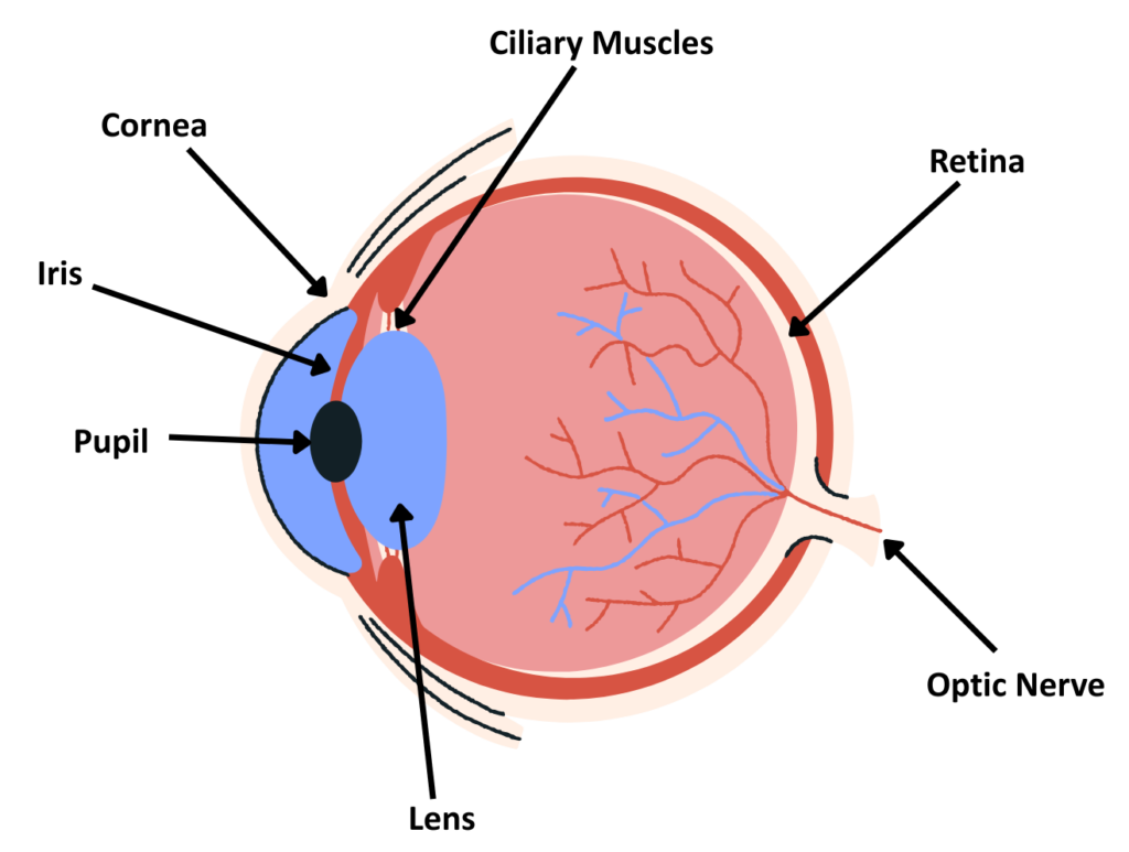 Eye Diagram GCSE Biology | Explained with Examples