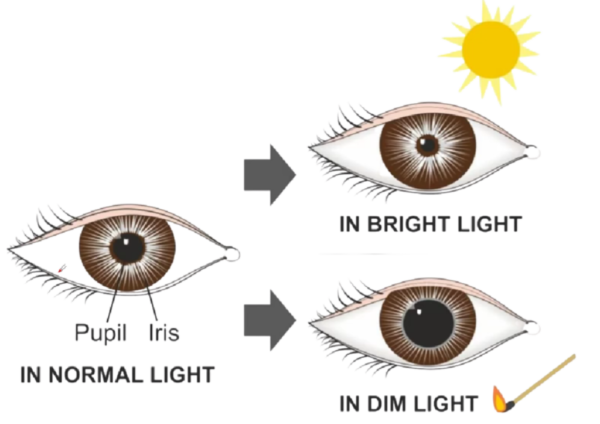Eye Diagram GCSE Biology | Explained with Examples