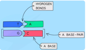 Structure of DNA GCSE Biology | Explained with Examples